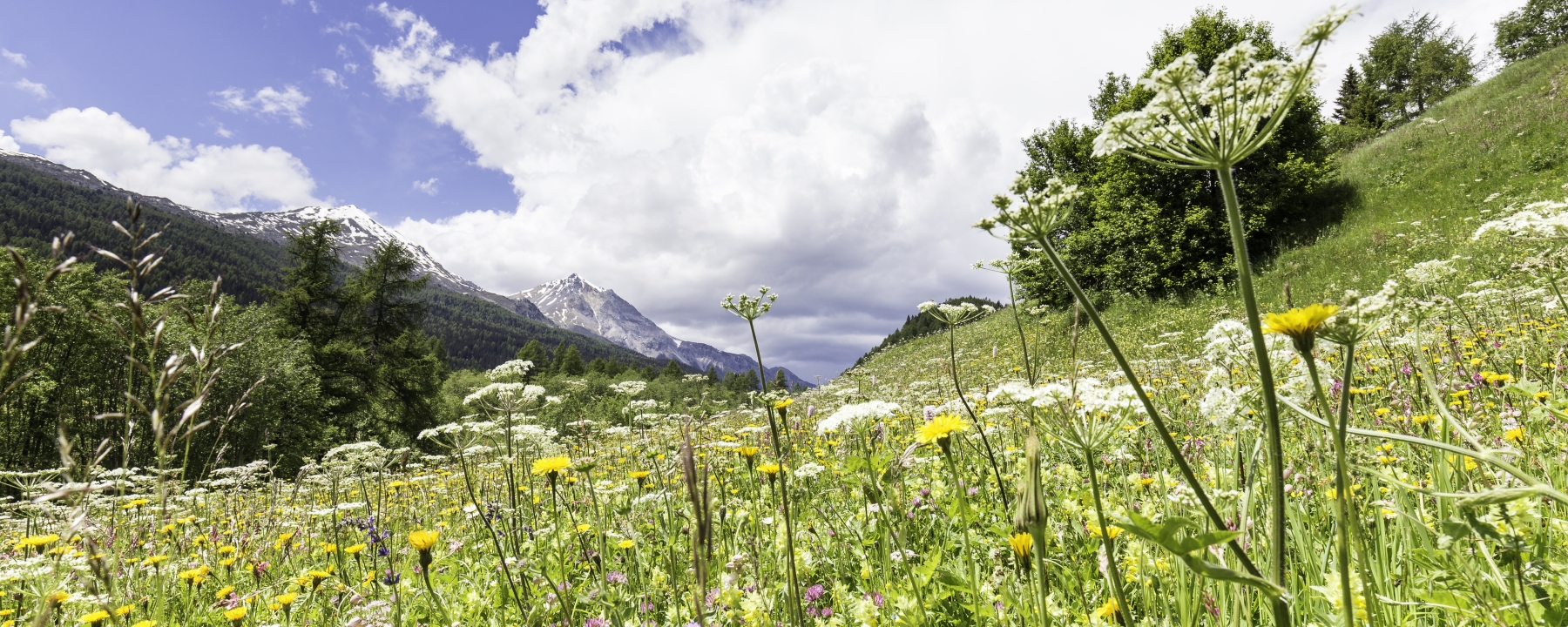 23.6.2023: GEO-Tag der Natur im Val Müstair | Biosfera Val Müstair